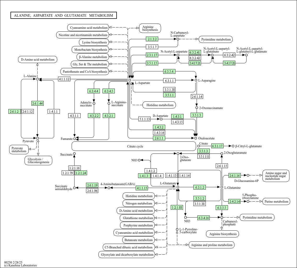 KEGG PATHWAY: Alanine, aspartate and glutamate metabolism - Gallus gallus (chicken)