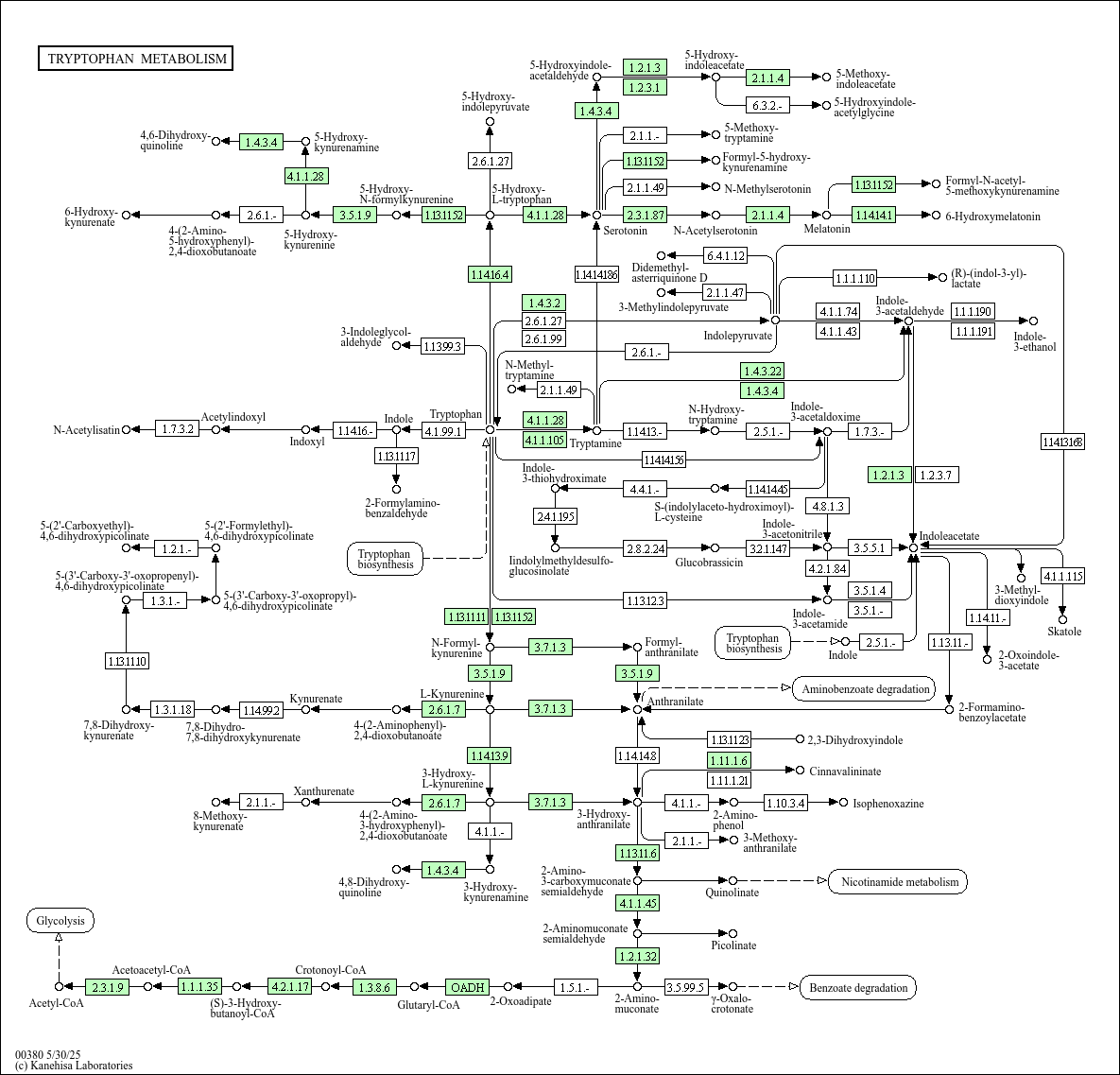 KEGG PATHWAY: Tryptophan metabolism - Gallus gallus (chicken)