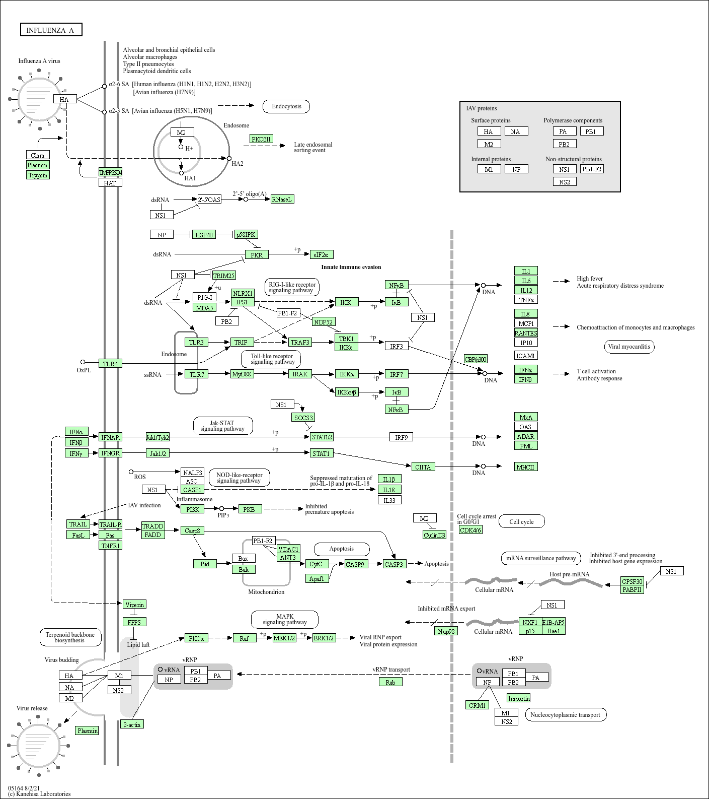 KEGG PATHWAY: Influenza A - Gallus gallus (chicken)