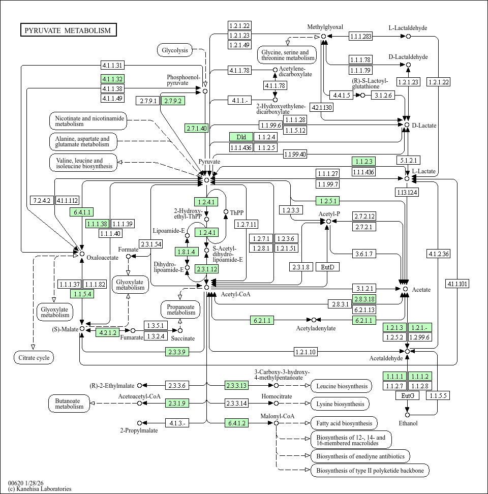 KEGG PATHWAY: Pyruvate metabolism - Glutamicibacter sp. ZJUTW