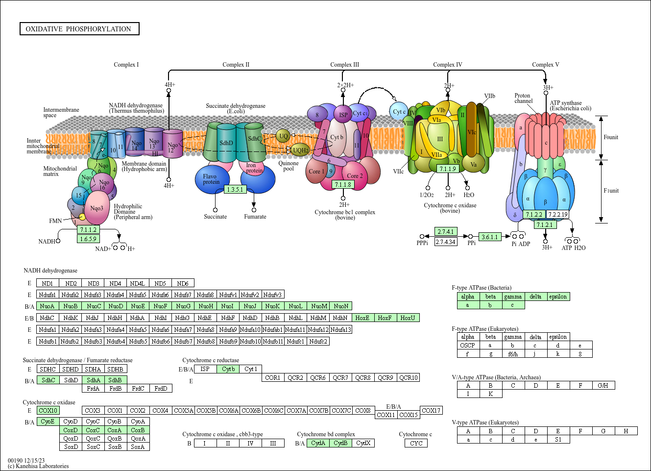 KEGG PATHWAY: Oxidative phosphorylation - Geobacter sulfurreducens KN400