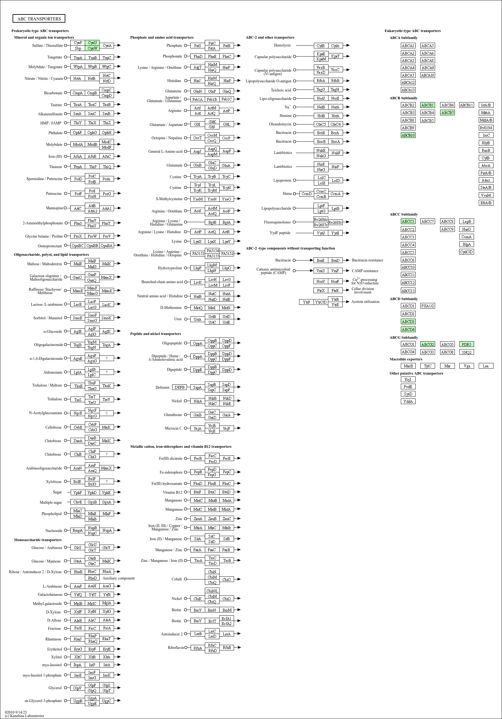 KEGG PATHWAY: ABC transporters - Galdieria sulphuraria
