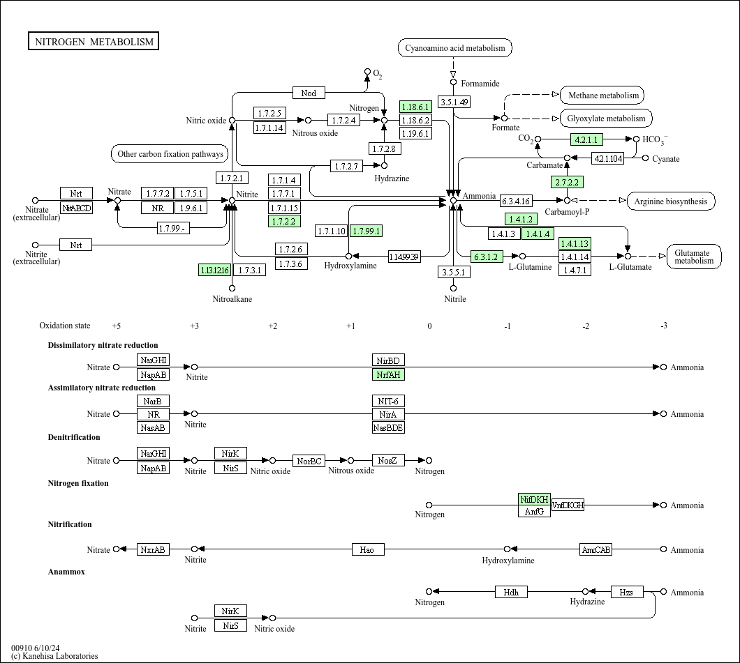 KEGG PATHWAY: Nitrogen metabolism - Geobacter sulfurreducens PCA