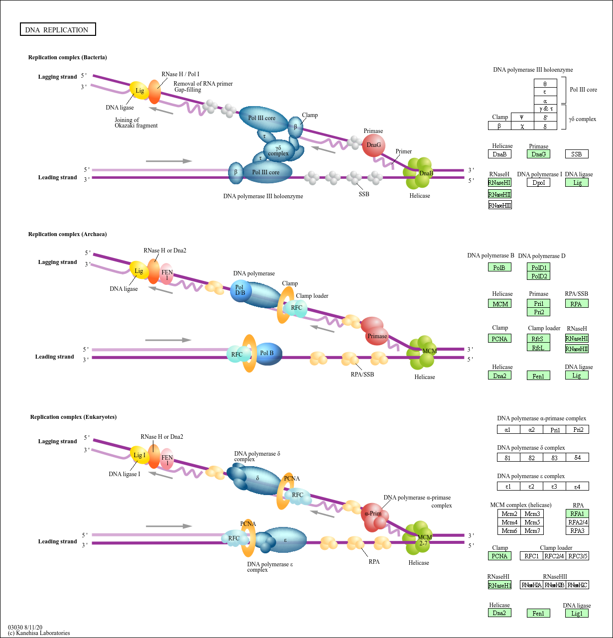 KEGG PATHWAY: DNA replication - Haloprofundus sp. MHR1