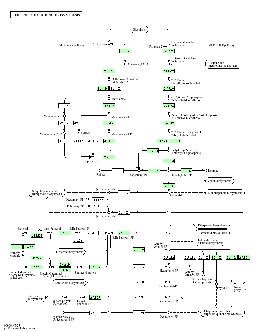 KEGG PATHWAY: Terpenoid backbone biosynthesis - Hevea brasiliensis ...