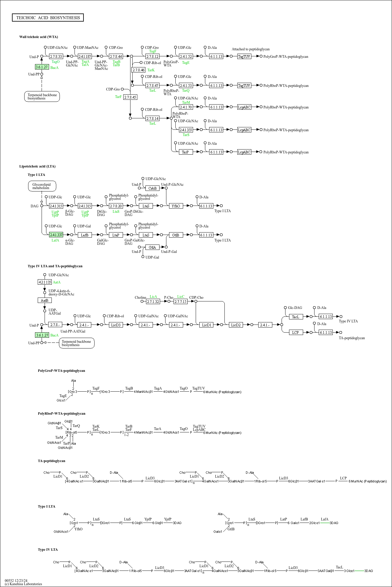 KEGG PATHWAY: Teichoic acid biosynthesis - Halomonas cupida