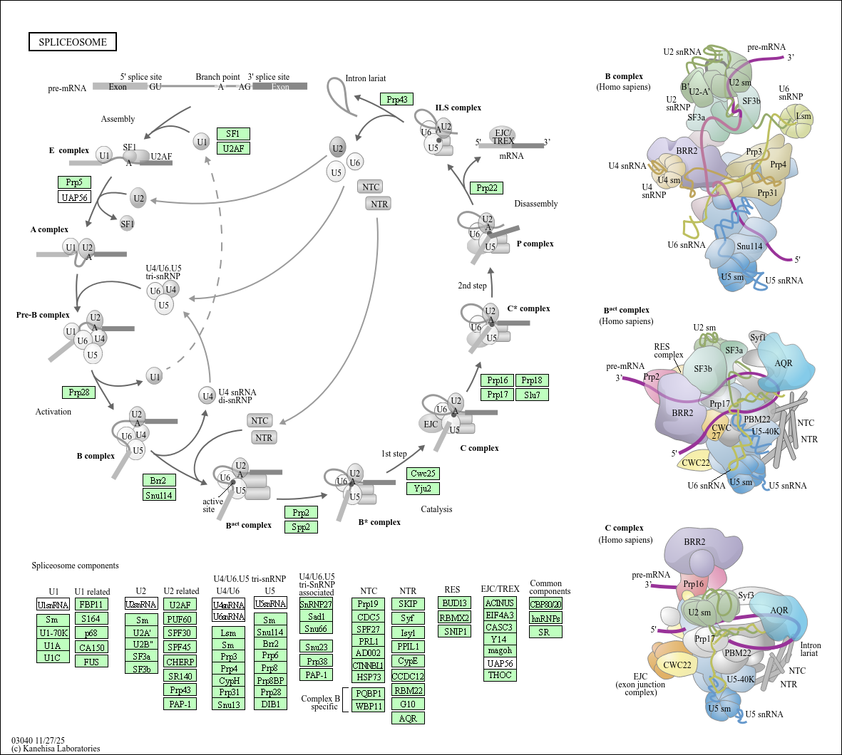 KEGG PATHWAY: Spliceosome - Hippocampus comes (tiger tail seahorse)