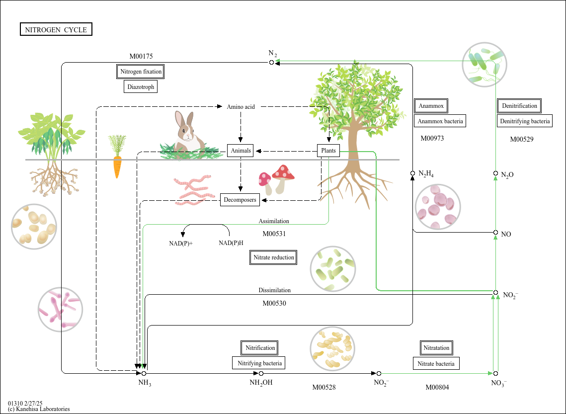 KEGG PATHWAY: Nitrogen cycle - Hyphomicrobium denitrificans ATCC 51888