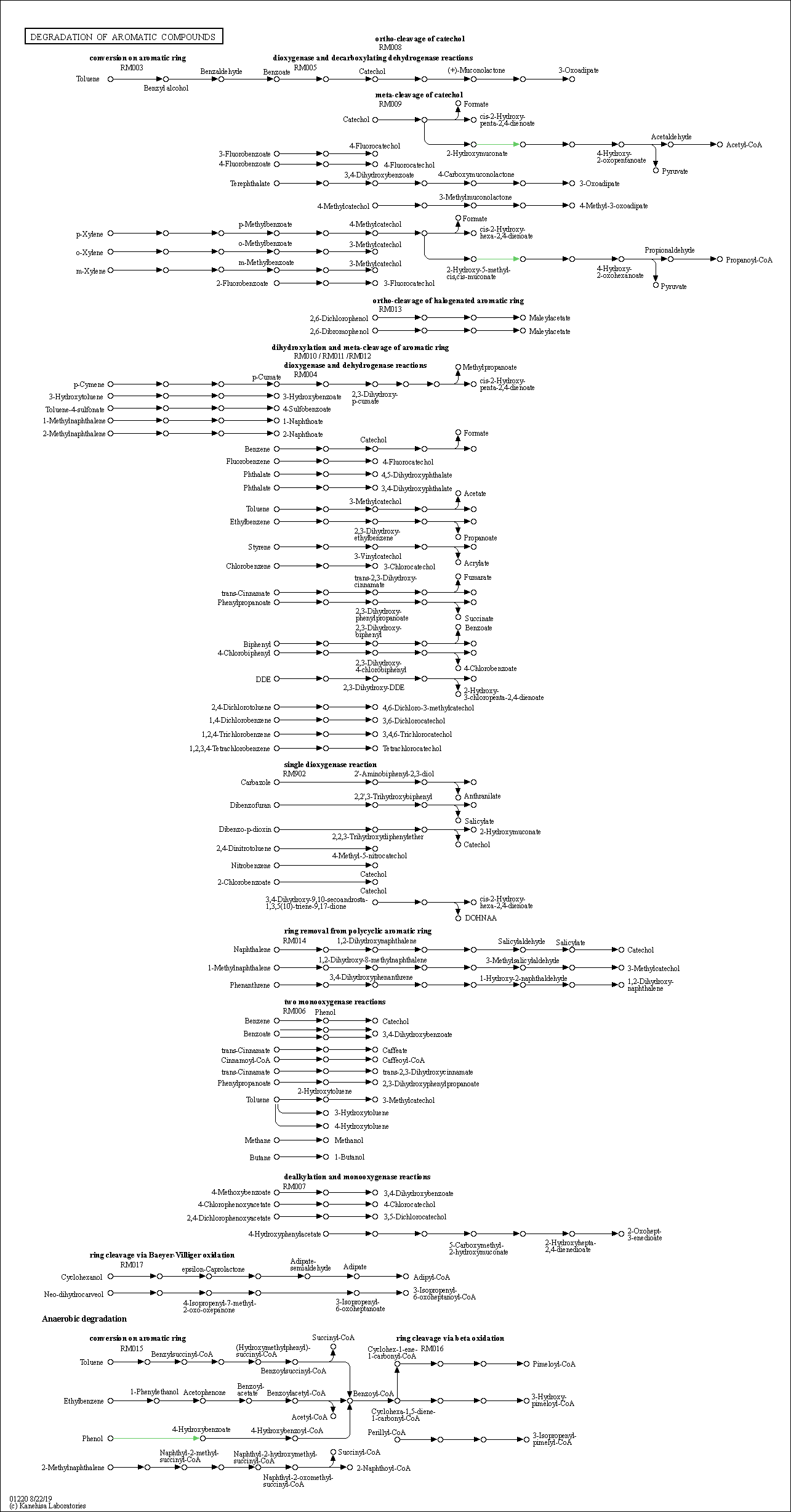 KEGG PATHWAY: Degradation of aromatic compounds - Helicobacter pylori SNT49