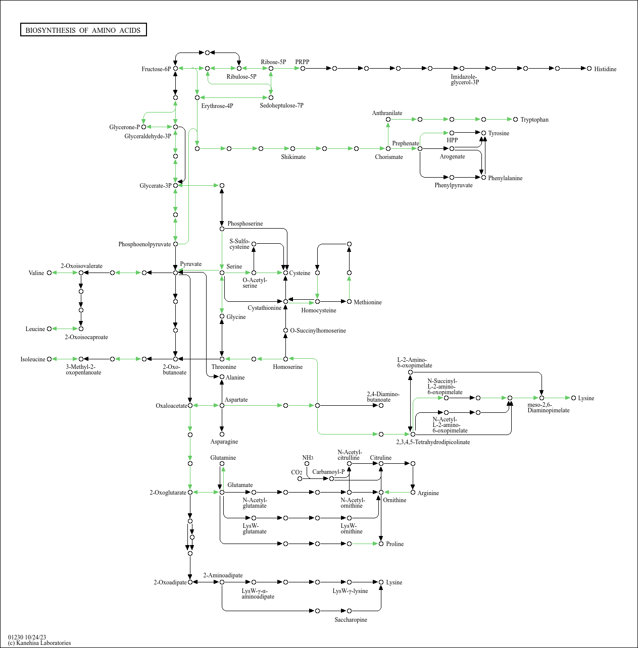 KEGG PATHWAY: Biosynthesis of amino acids - Helicobacter pylori SNT49