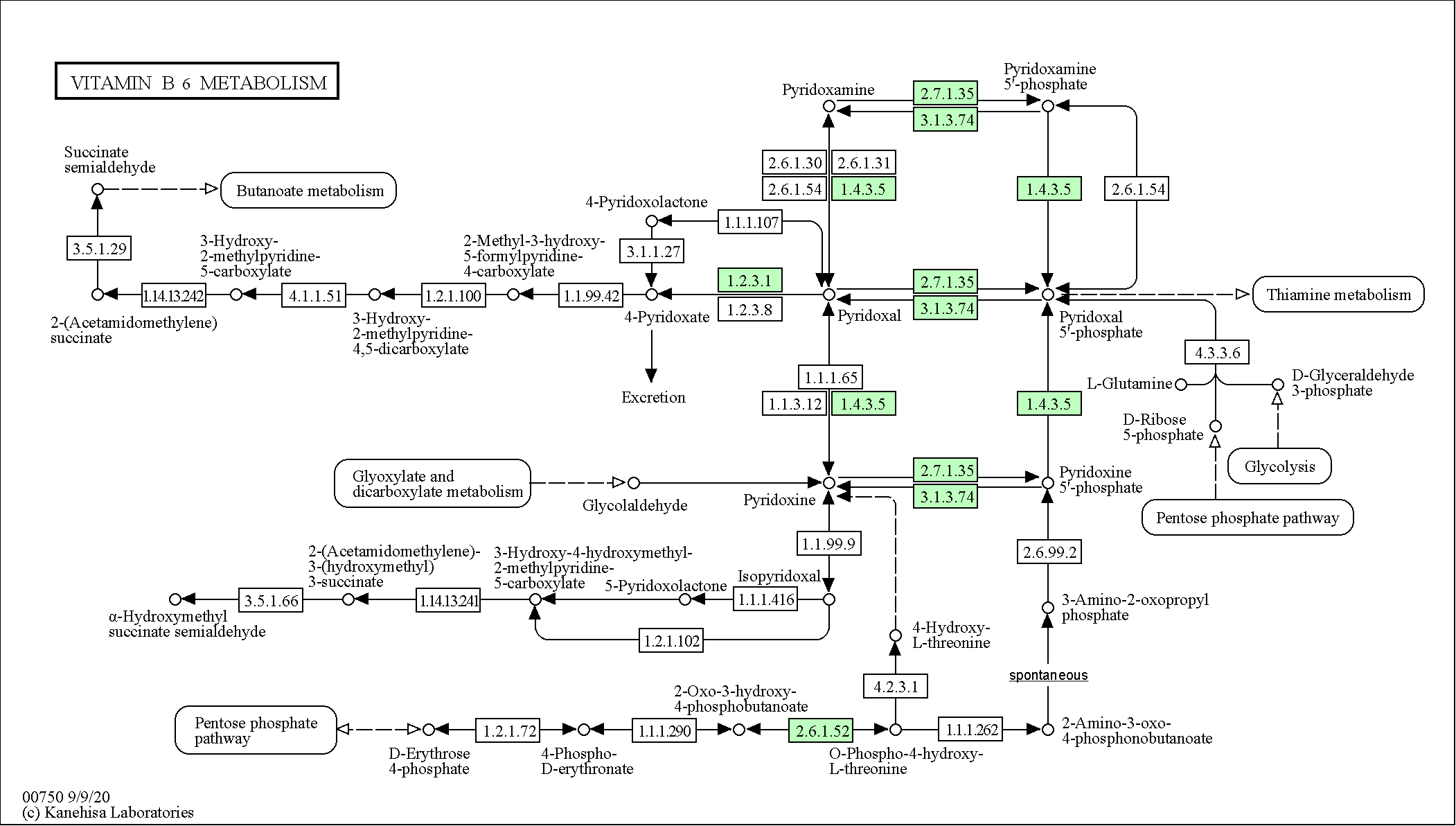 KEGG PATHWAY: Vitamin B6 metabolism - Homo sapiens (human)