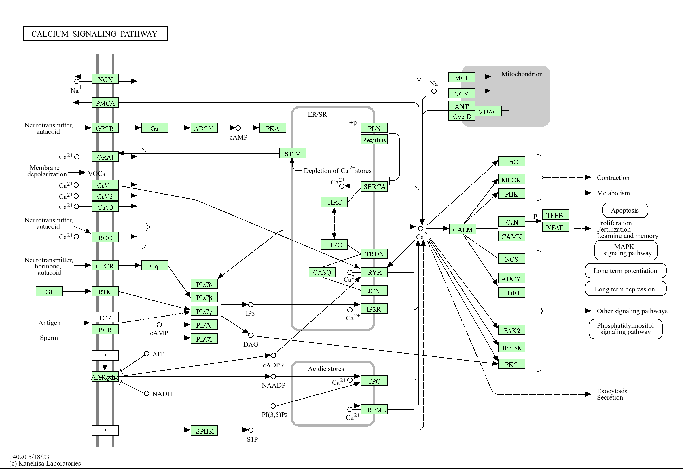 KEGG PATHWAY: Calcium signaling pathway - Homo sapiens (human)