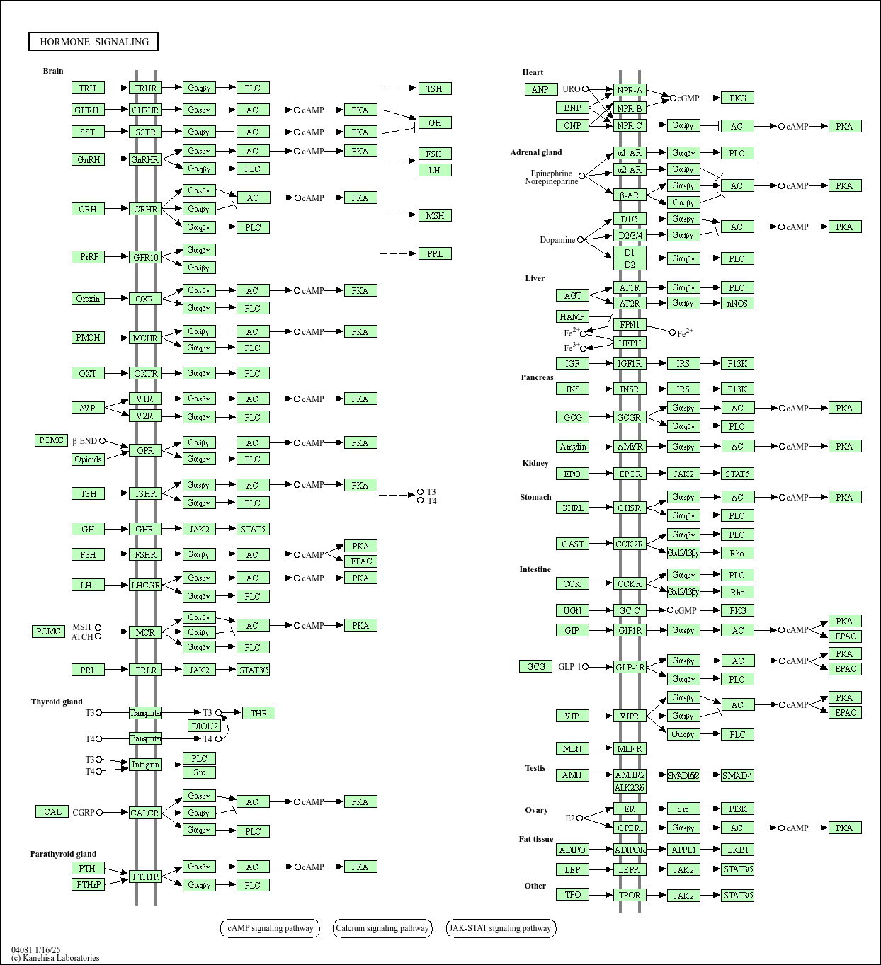 KEGG PATHWAY: Hormone signaling - Homo sapiens (human)