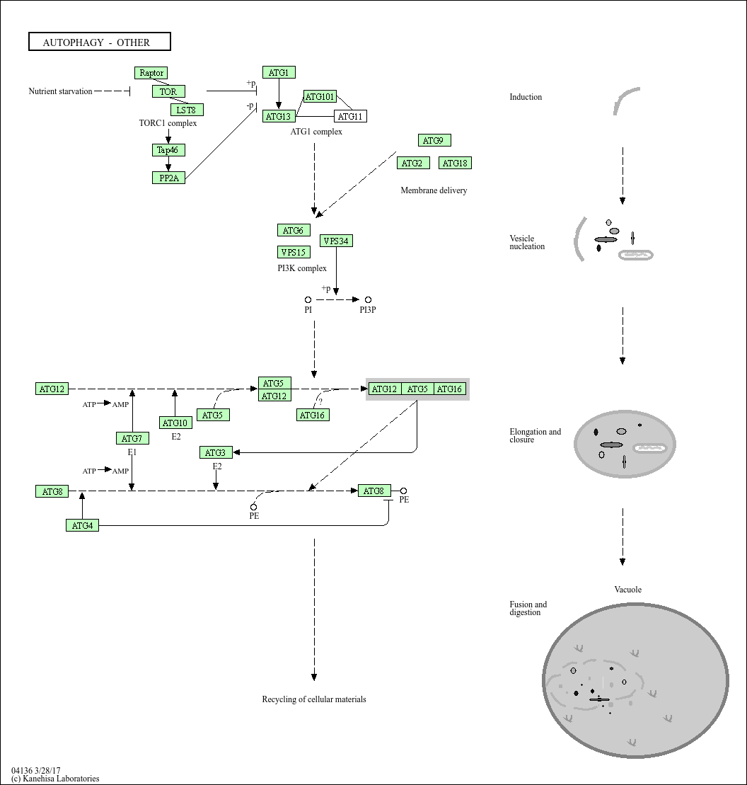 KEGG PATHWAY: Autophagy - other - Homo sapiens (human)