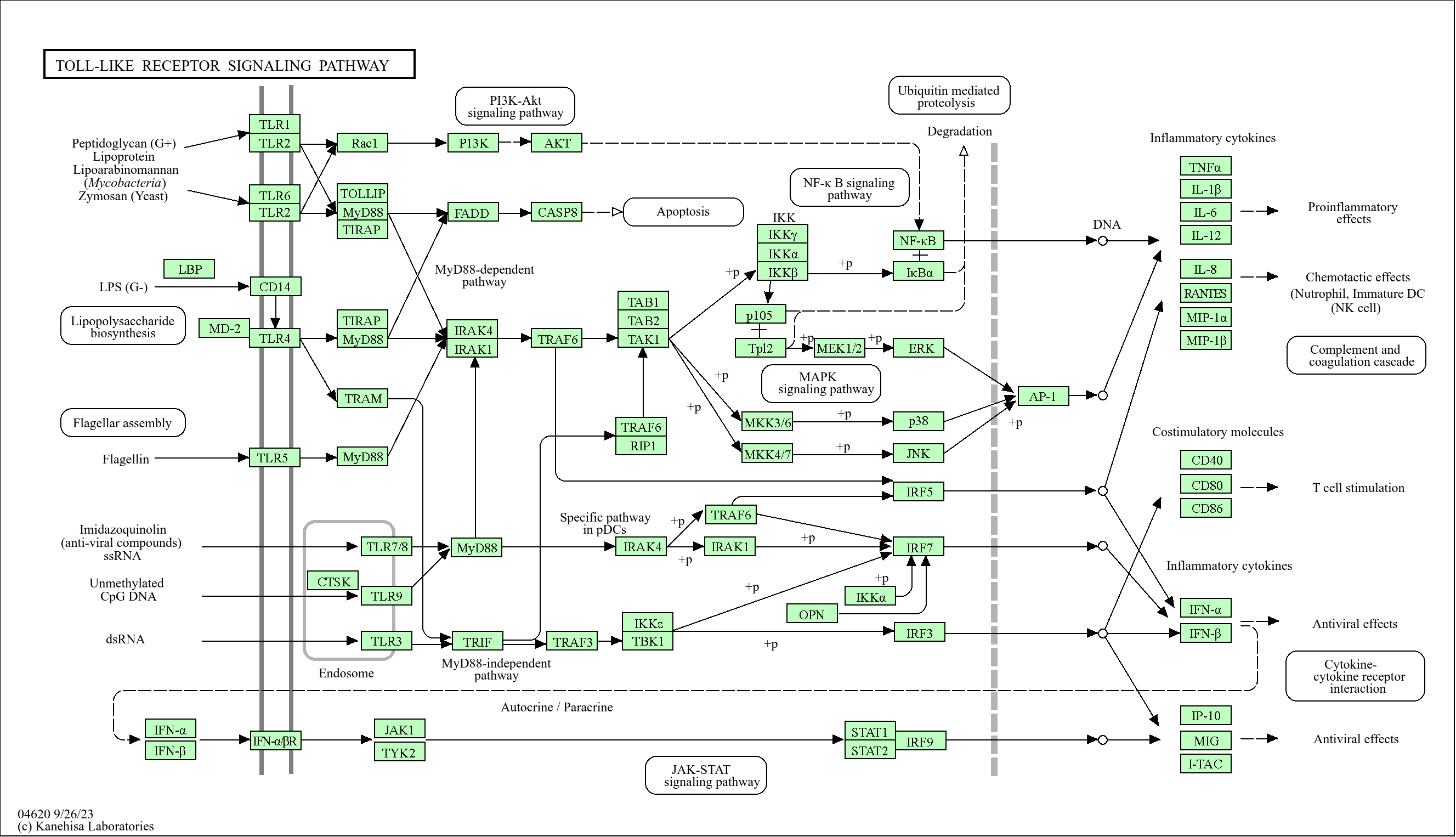 KEGG PATHWAY: Toll-like receptor signaling pathway - Homo sapiens (human)