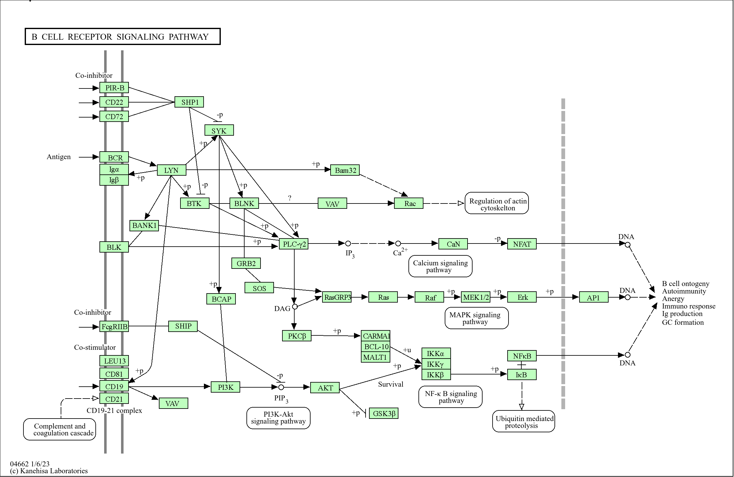 KEGG PATHWAY: B cell receptor signaling pathway - Homo sapiens (human)