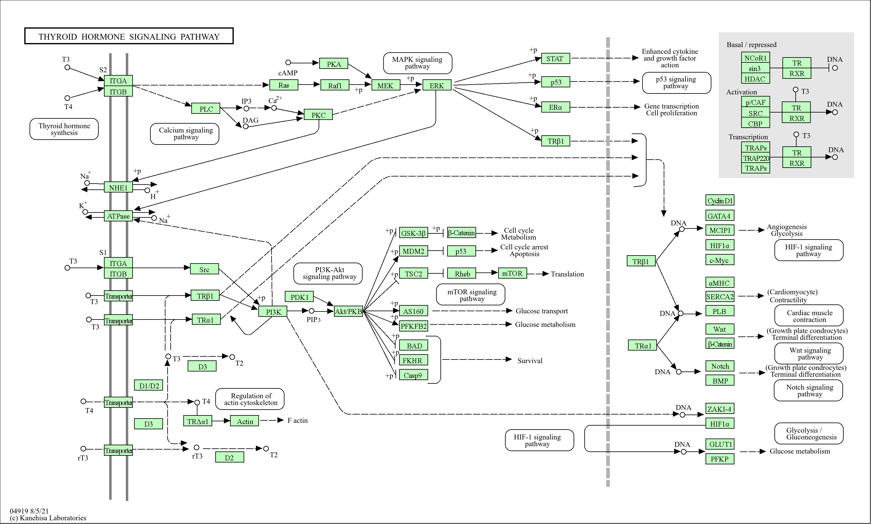 KEGG PATHWAY: Thyroid hormone signaling pathway - Homo sapiens (human)