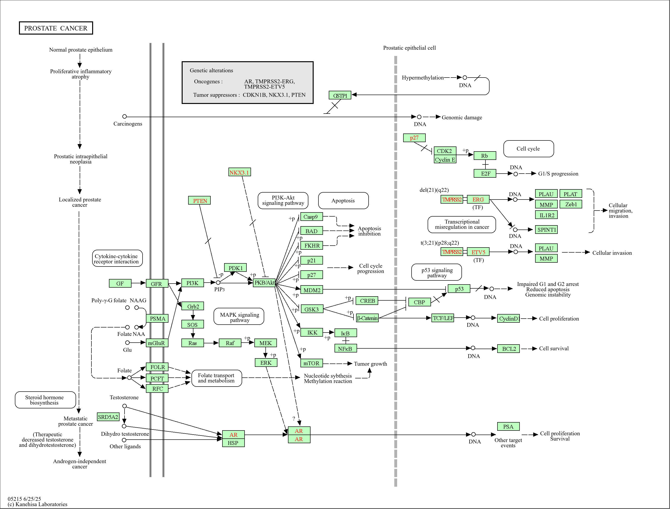 KEGG PATHWAY: Prostate cancer - Homo sapiens (human)