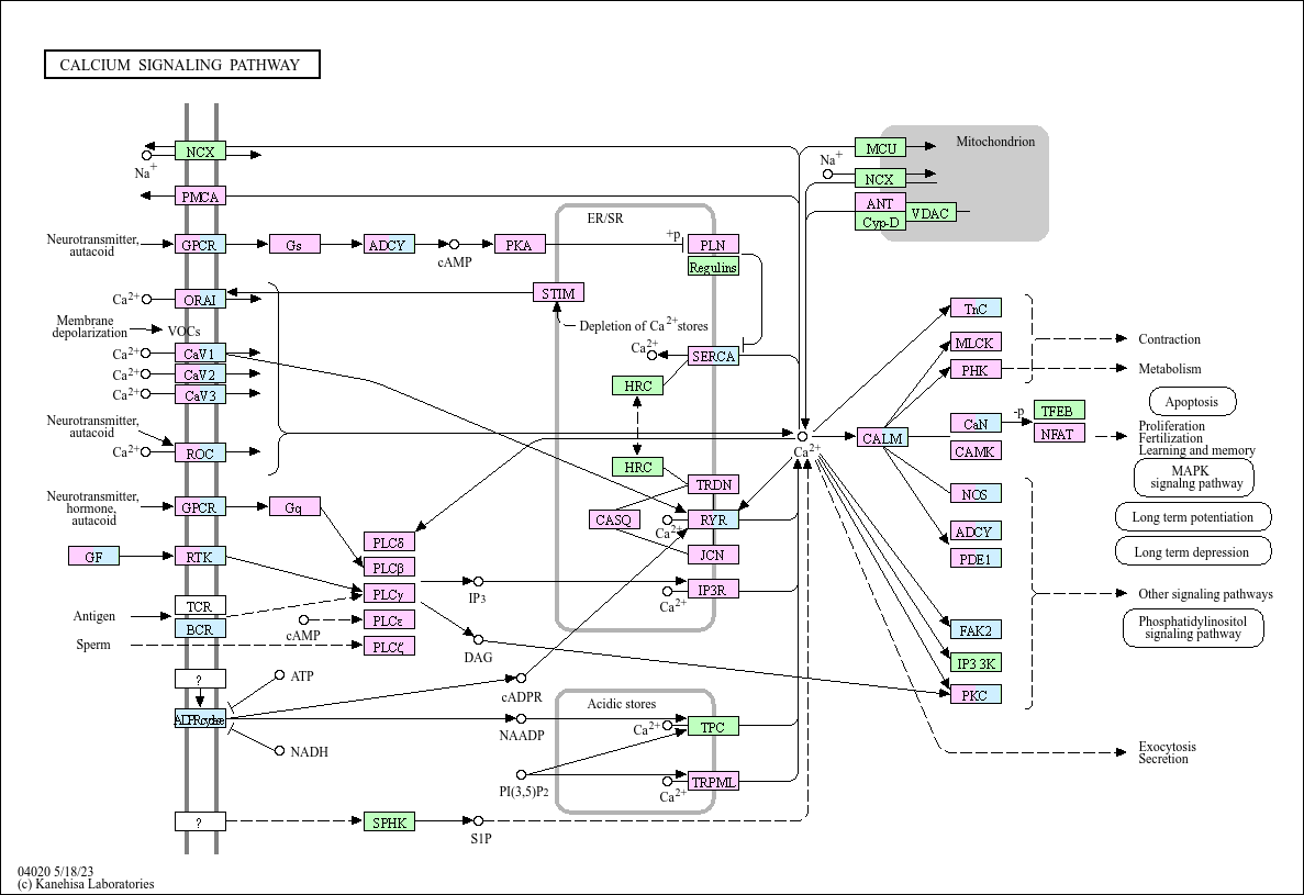 KEGG PATHWAY: Calcium signaling pathway - Homo sapiens (human ...