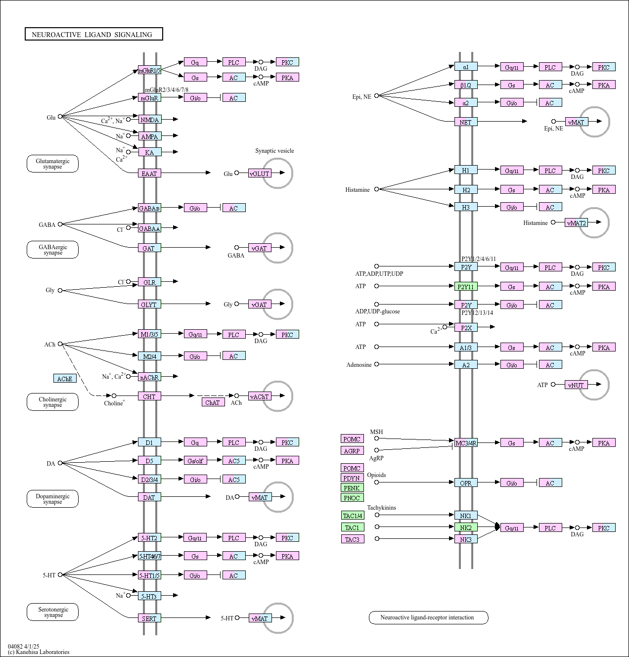 KEGG PATHWAY: Neuroactive ligand signaling - Homo sapiens (human ...