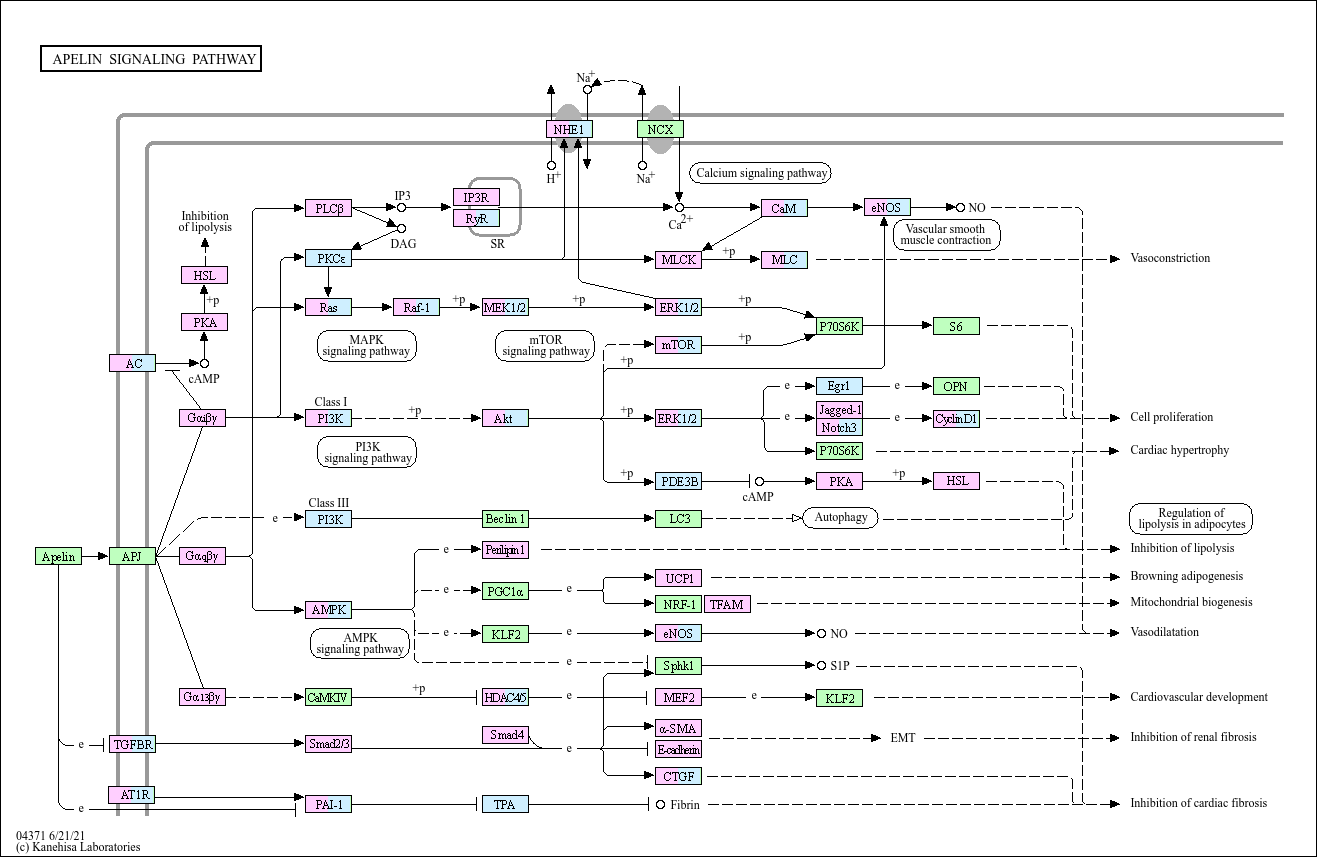 KEGG PATHWAY: Apelin signaling pathway - Homo sapiens (human) + Disease ...