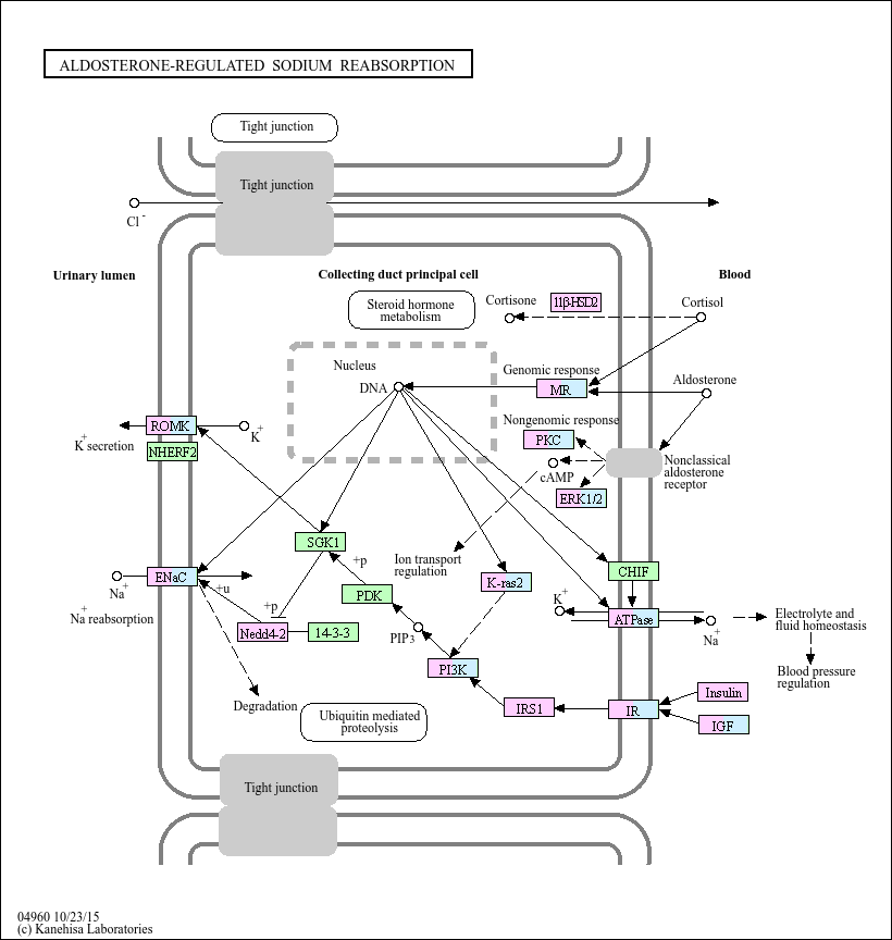 KEGG PATHWAY: Aldosterone-regulated sodium reabsorption - Homo sapiens ...