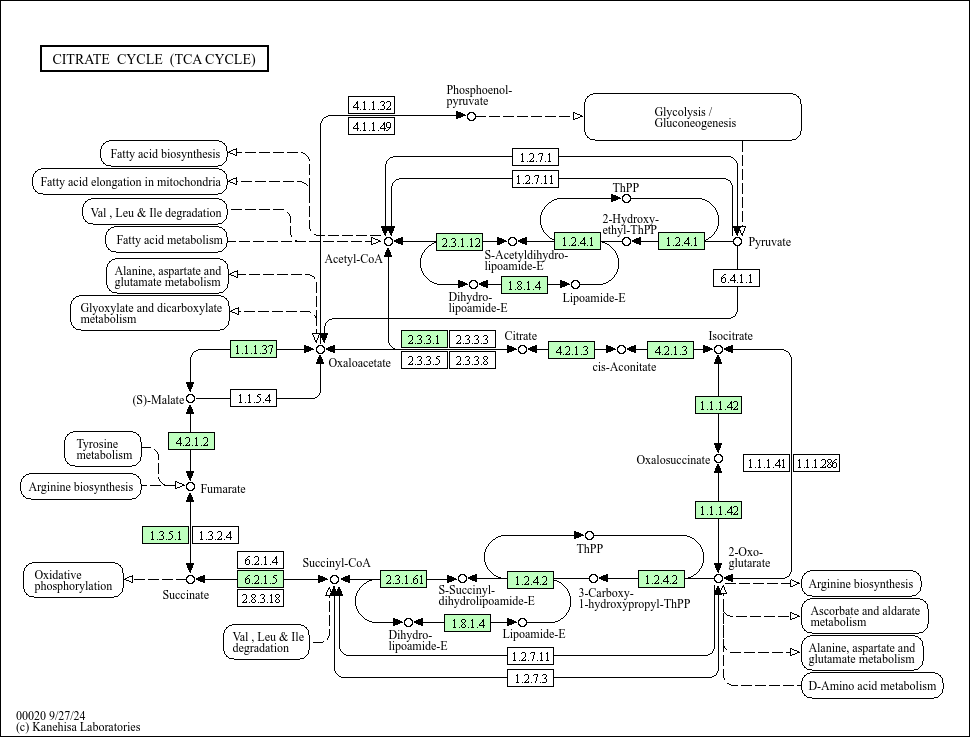 KEGG PATHWAY: Citrate cycle (TCA cycle) - Hydrogenophilus thermoluteolus