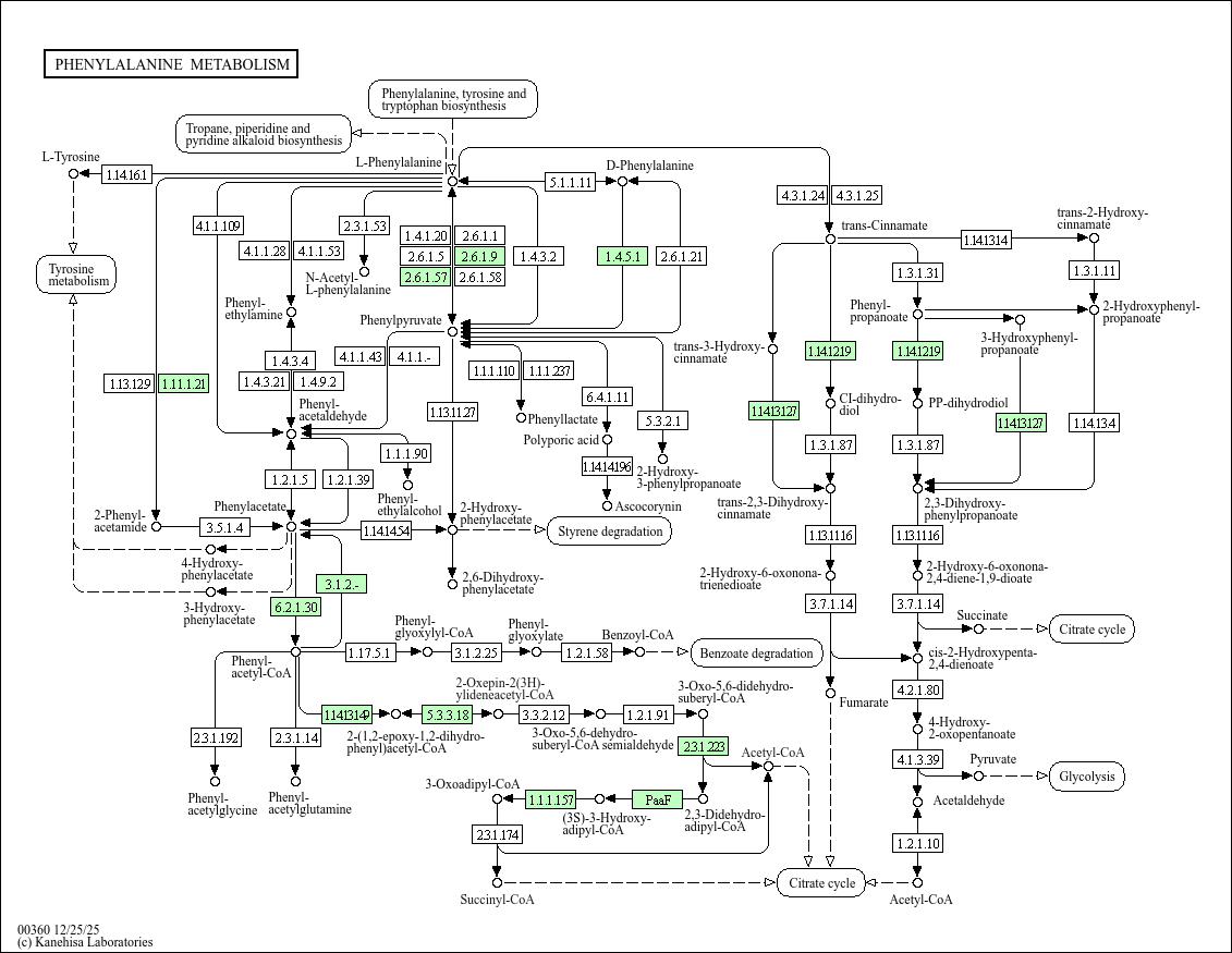 KEGG PATHWAY: Phenylalanine metabolism - Hydrogenophilus thermoluteolus