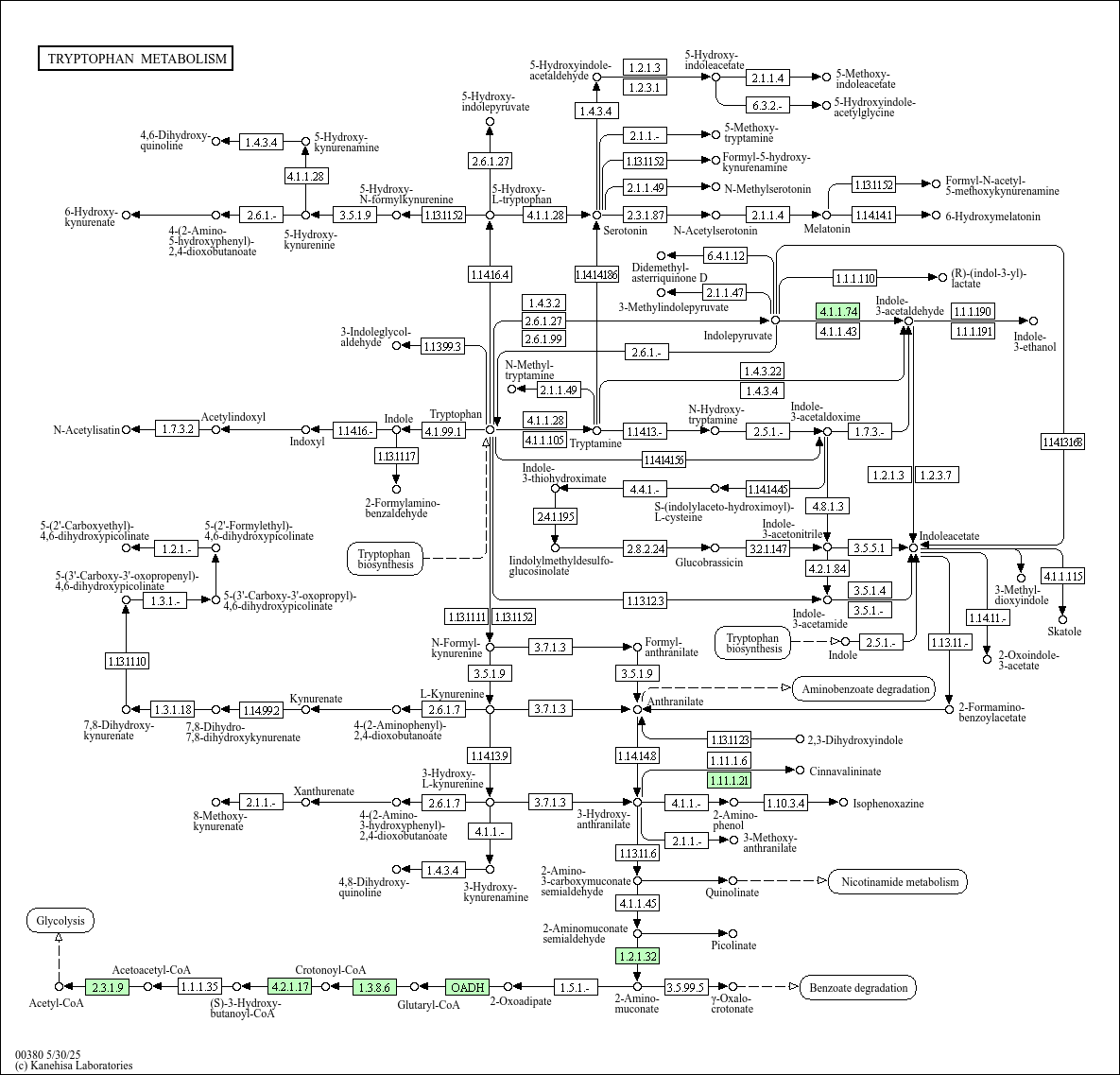 KEGG PATHWAY: Tryptophan metabolism - Hydrogenophilus thermoluteolus