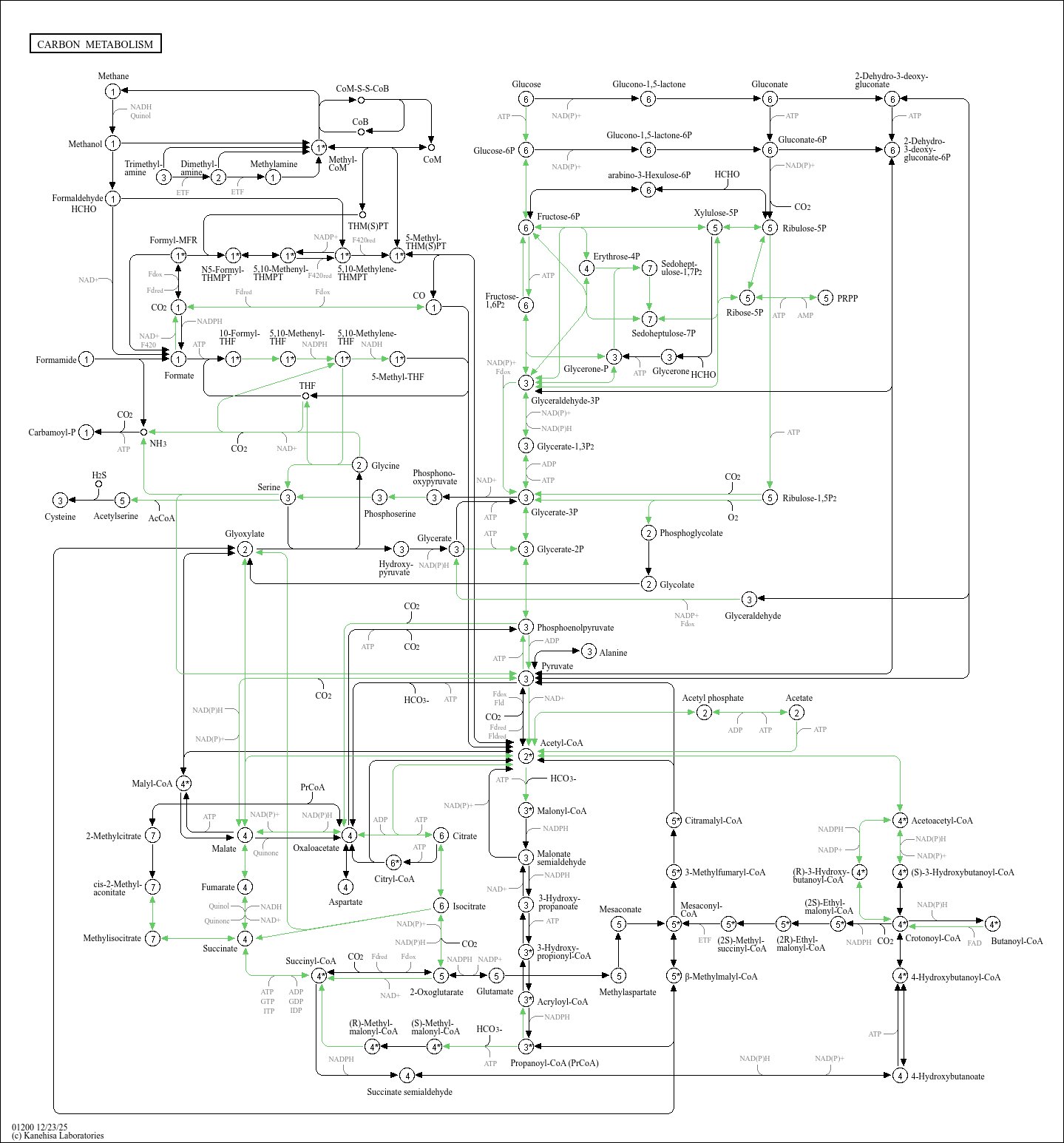 KEGG PATHWAY: Carbon metabolism - Hydrogenophilus thermoluteolus