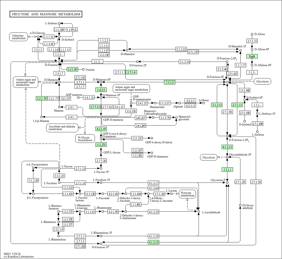 KEGG PATHWAY: Fructose and mannose metabolism - Dokdonia sp. 4H-3-7-5