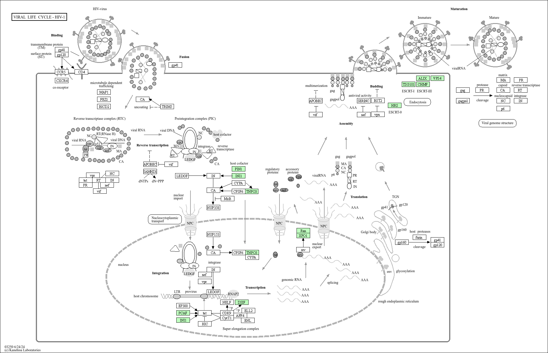 KEGG PATHWAY: Viral life cycle - HIV-1 - Kluyveromyces marxianus