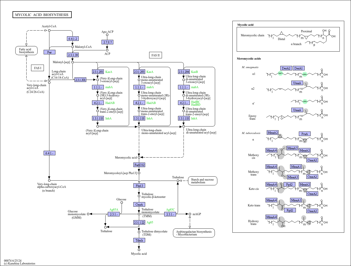 KEGG PATHWAY: Mycolic acid biosynthesis