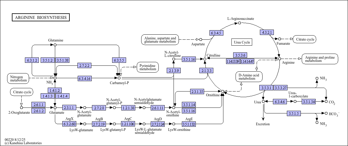 KEGG PATHWAY: Arginine biosynthesis