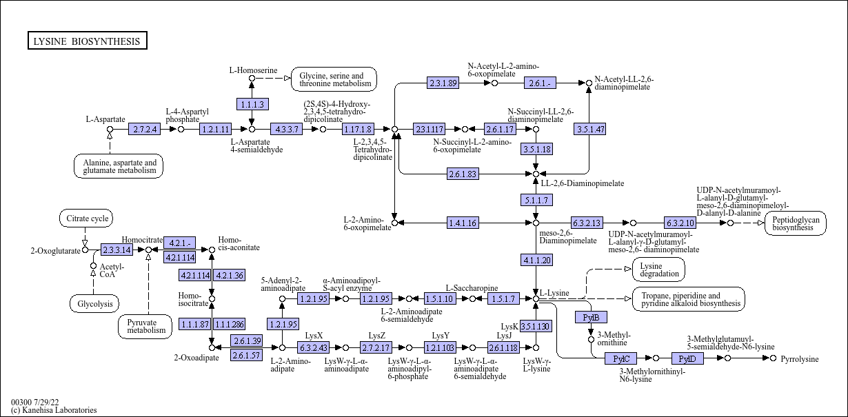 KEGG PATHWAY: Lysine biosynthesis