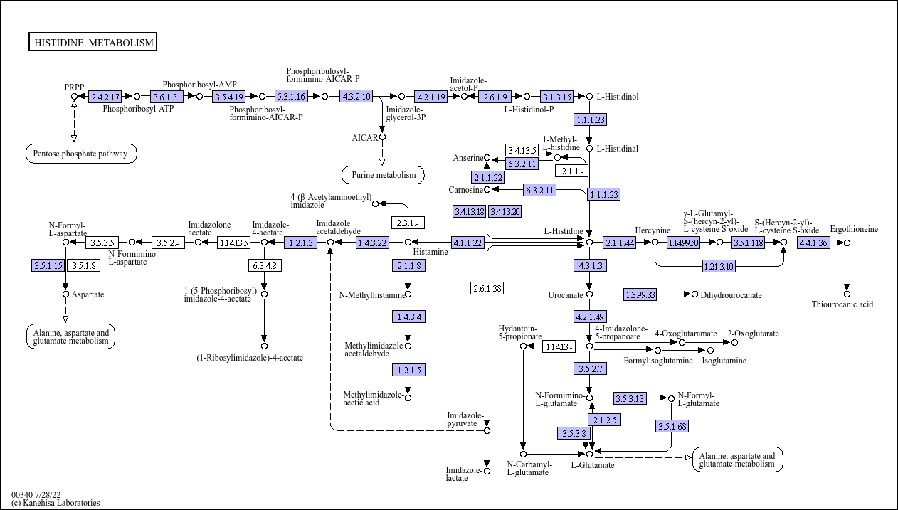 KEGG PATHWAY: Histidine metabolism