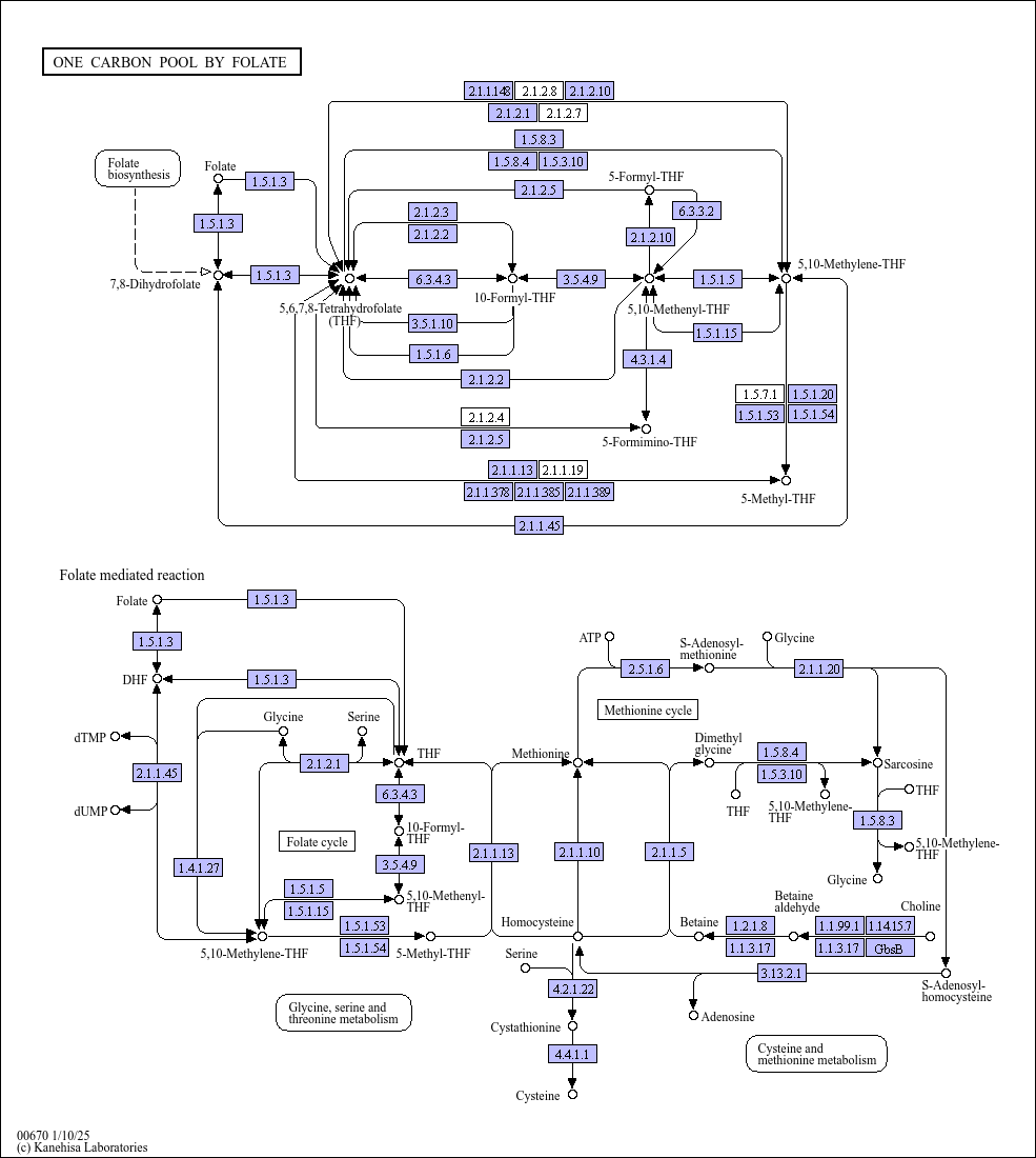 KEGG PATHWAY: One carbon pool by folate