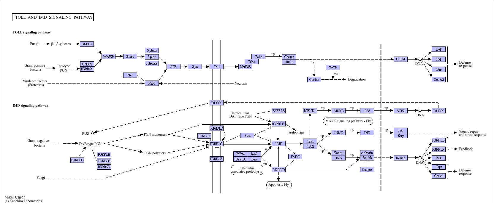KEGG PATHWAY: Toll and Imd signaling pathway