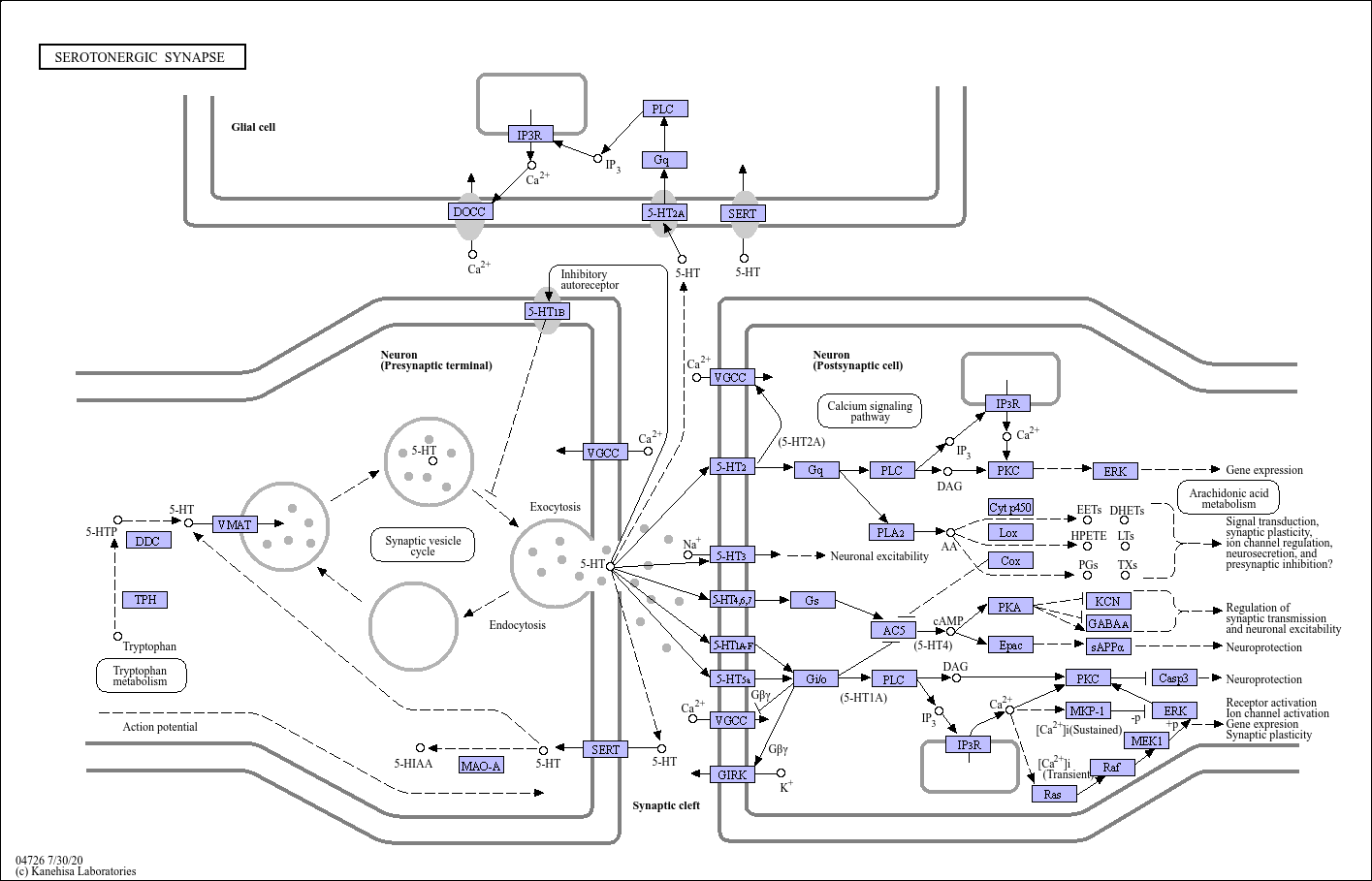 KEGG PATHWAY: Serotonergic synapse