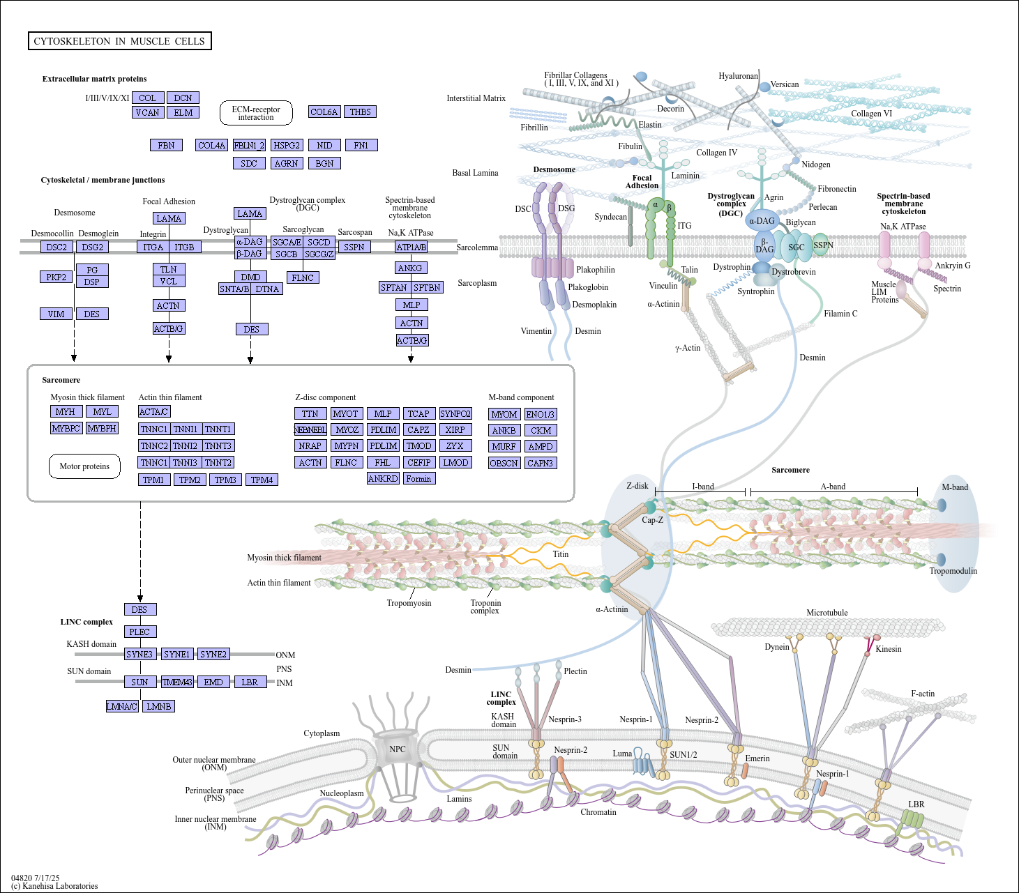 KEGG PATHWAY: Cytoskeleton in muscle cells