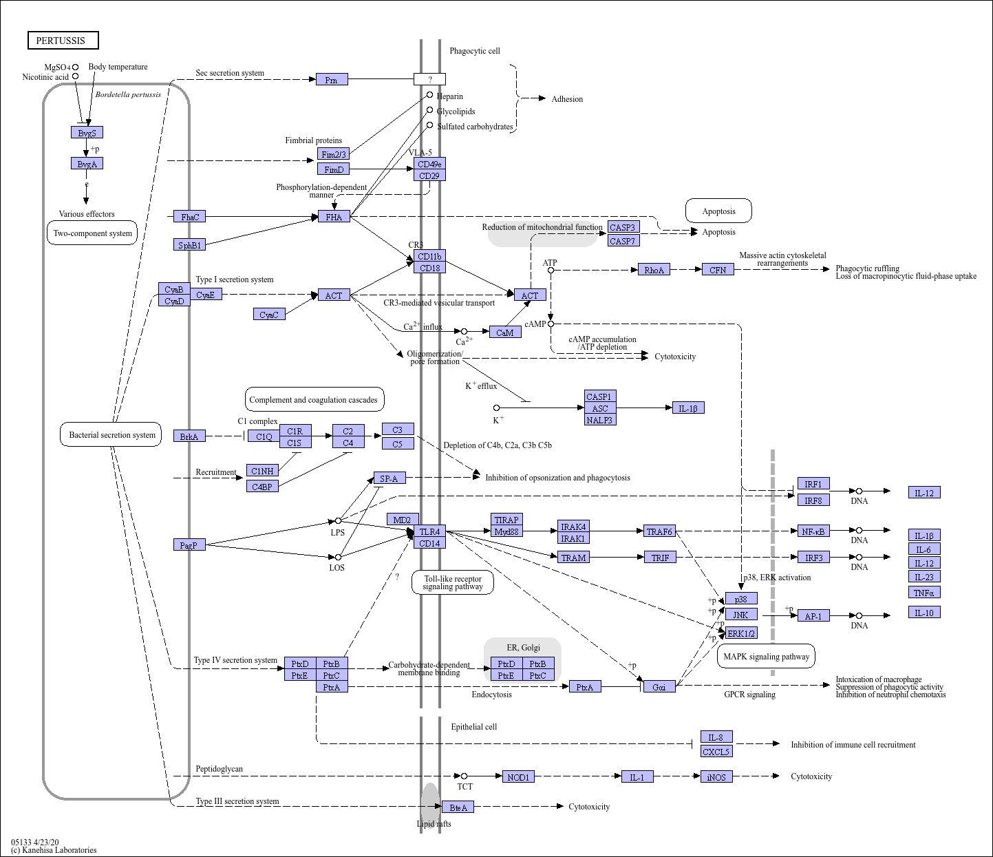 KEGG PATHWAY Pertussis