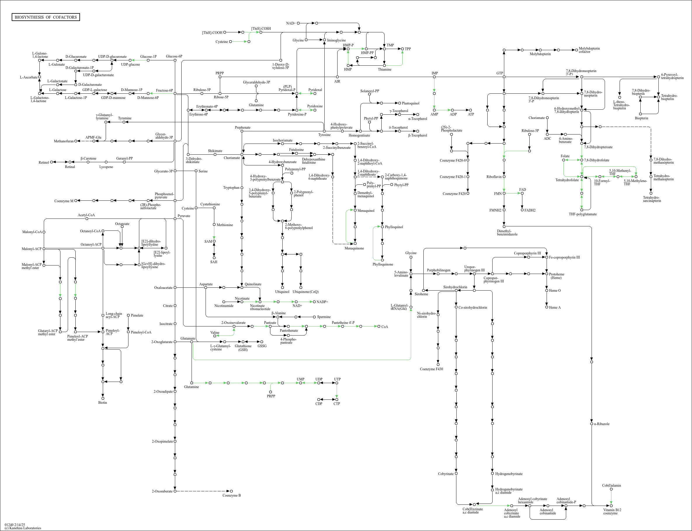 KEGG PATHWAY: Biosynthesis of cofactors - Lactobacillus amylovorus GRL 1112