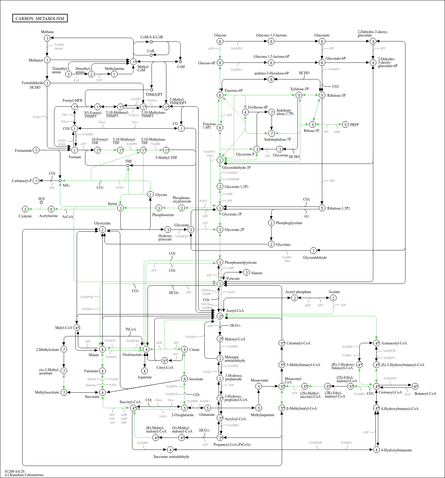 KEGG PATHWAY: Carbon metabolism - Leptospira biflexa serovar Patoc ...