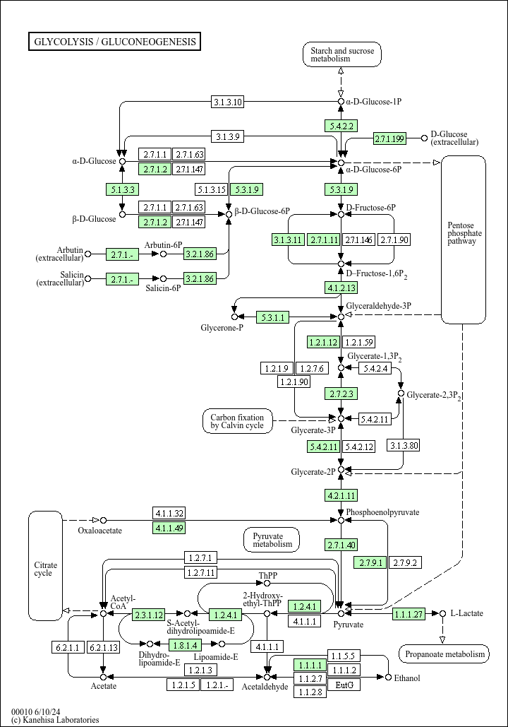 KEGG PATHWAY: Glycolysis / Gluconeogenesis - Lacticaseibacillus casei 12A