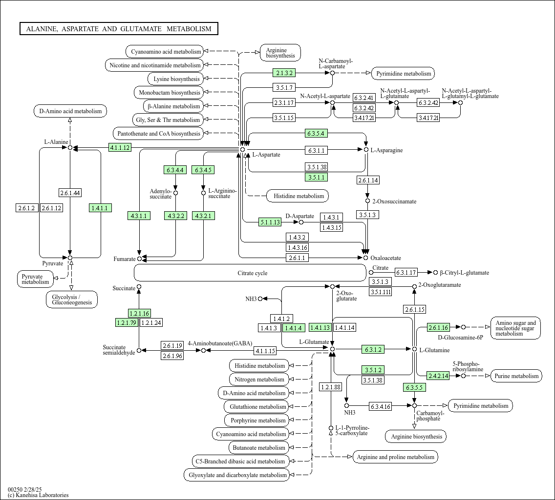 KEGG PATHWAY: Alanine, aspartate and glutamate metabolism ...