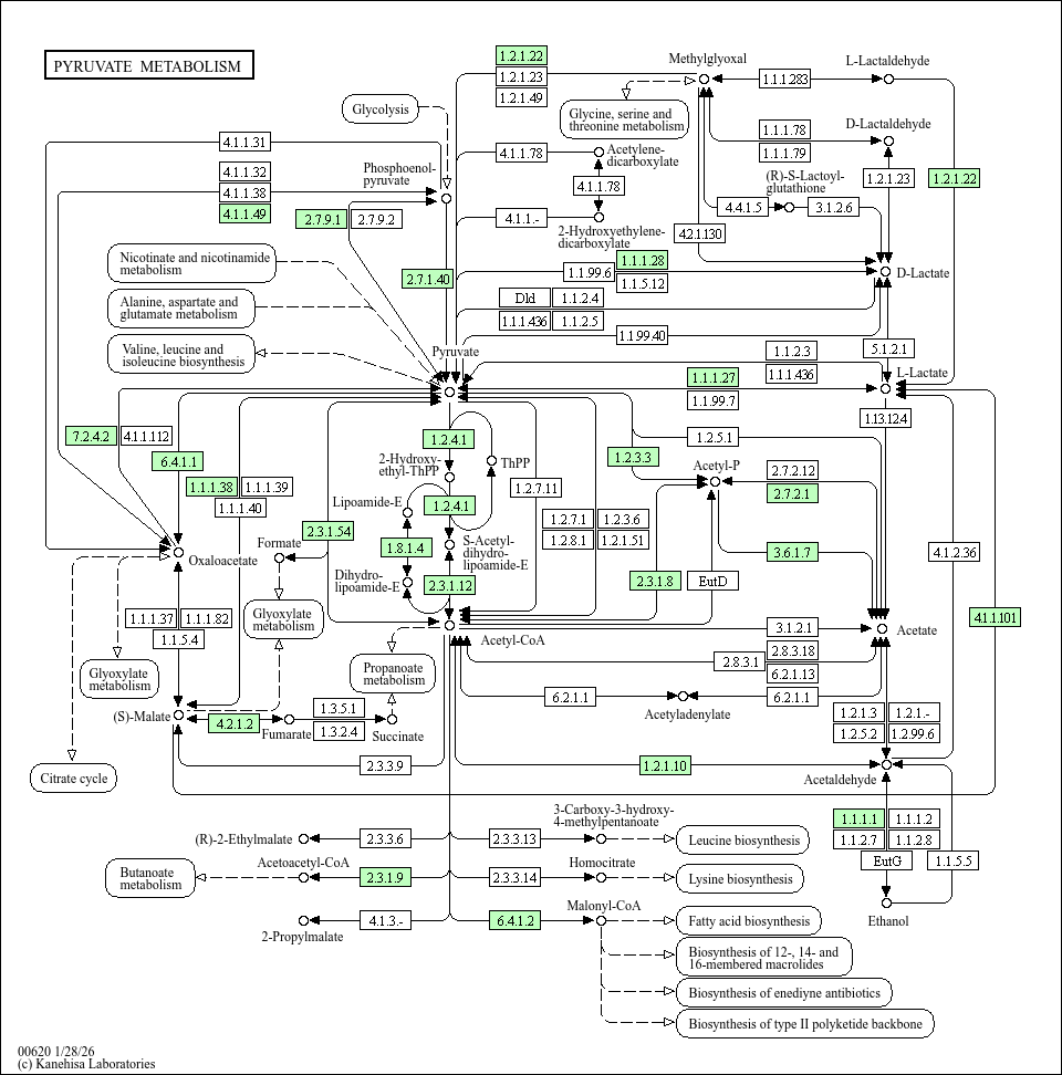 KEGG PATHWAY: Pyruvate metabolism - Lacticaseibacillus paracasei Zhang