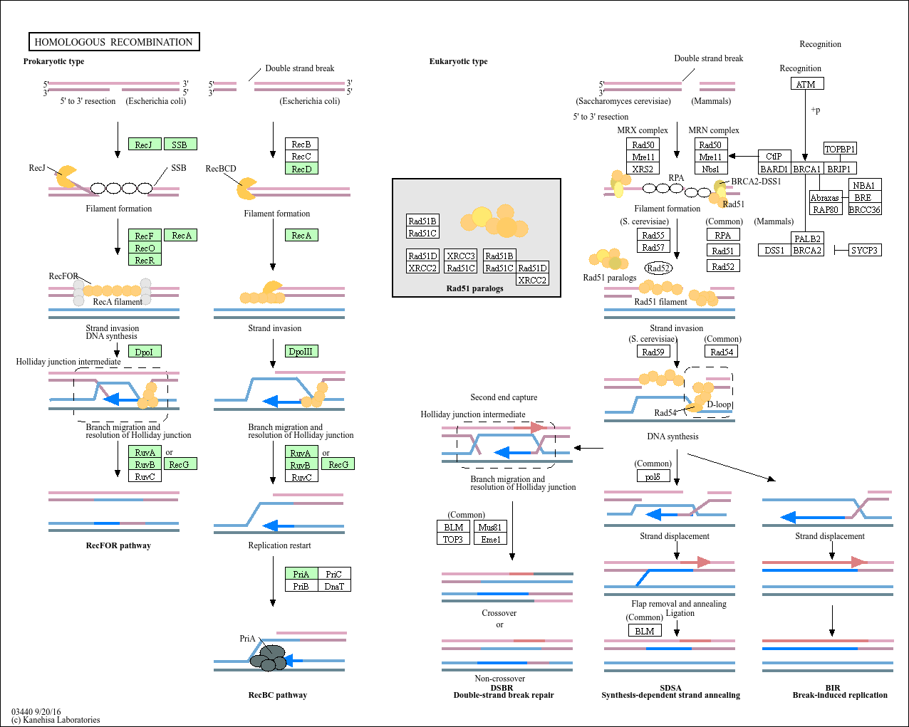 KEGG PATHWAY: Homologous recombination - Listeria innocua (serotype 6a)