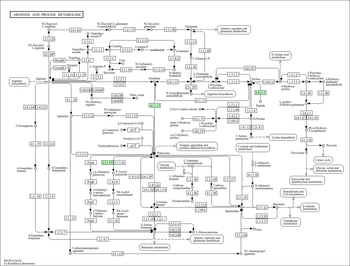 KEGG PATHWAY: Arginine and proline metabolism - Lactobacillus johnsonii ...