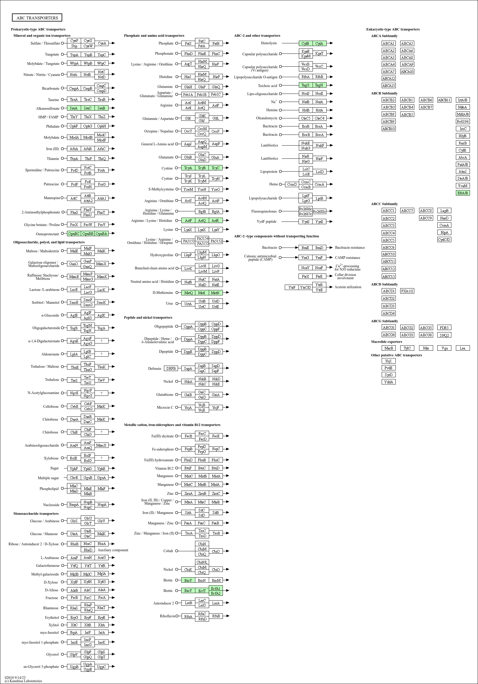 KEGG PATHWAY: ABC transporters - Acetilactobacillus jinshanensis
