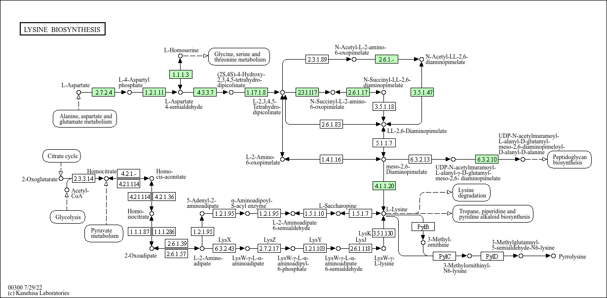 KEGG PATHWAY: Lysine biosynthesis - Lactococcus lactis subsp. cremoris MG1363
